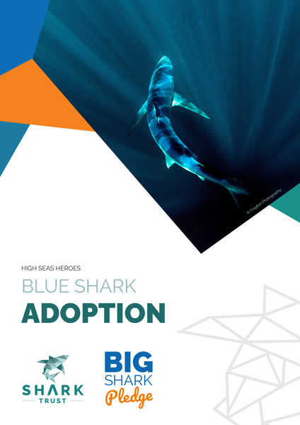 Blue Shark Adoption (Digital) – The Shark Trust