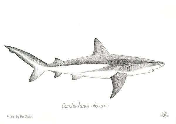 Dusky Shark – The Shark Trust