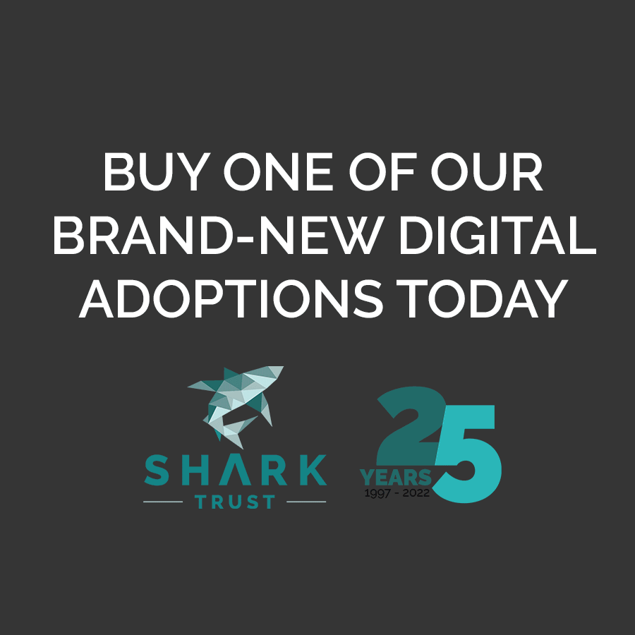 Basking Shark Adoption (Digital) – The Shark Trust