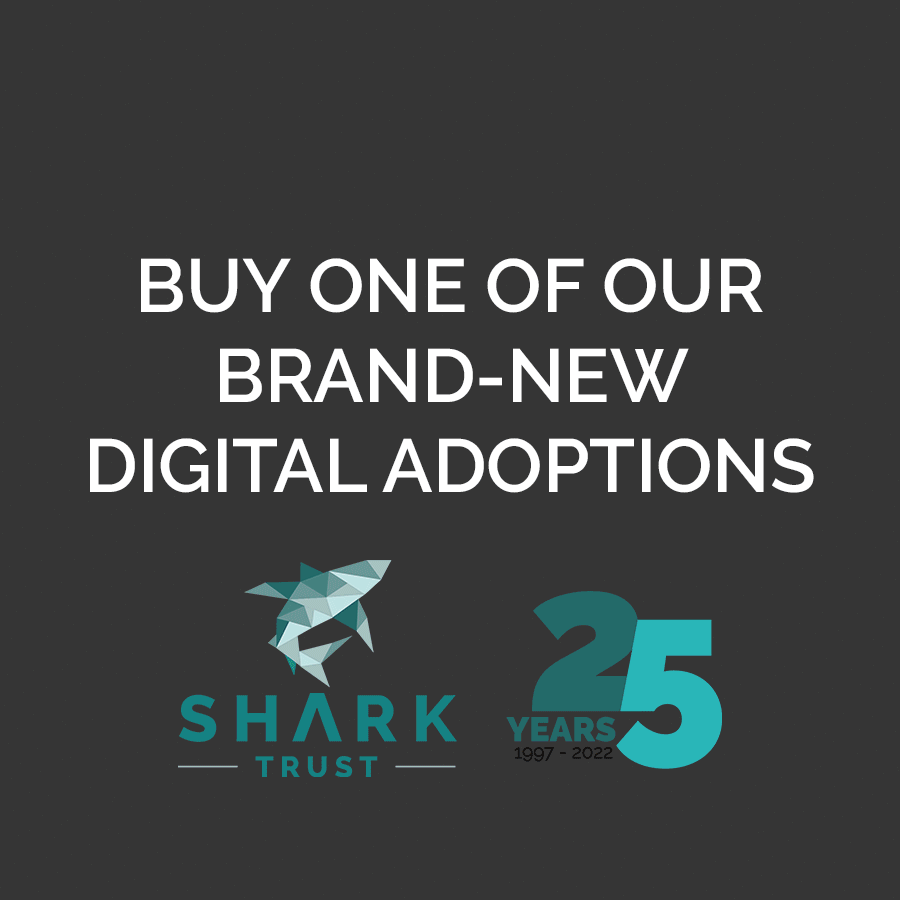 Great White Shark Adoption (Digital) – The Shark Trust