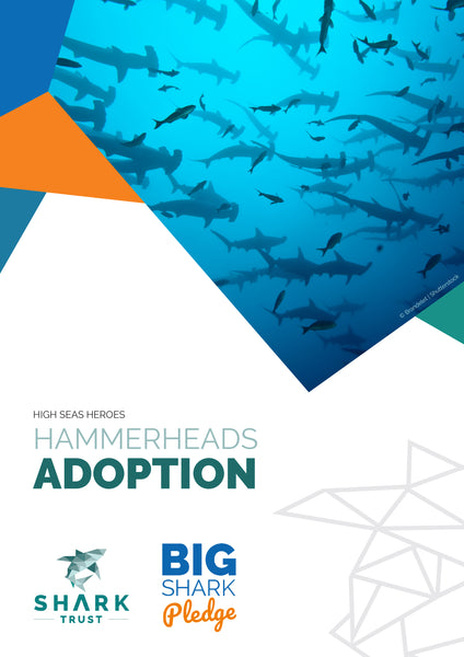 Hammerhead Shark Adoption (Digital) – The Shark Trust