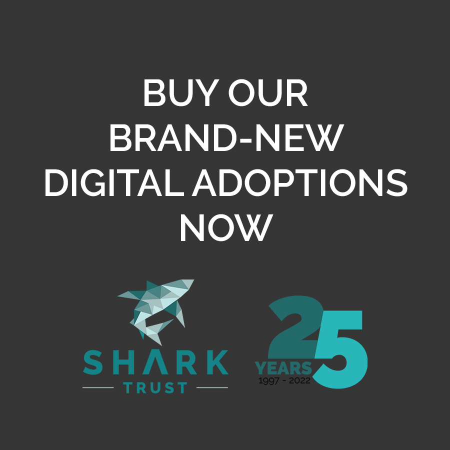 Whale Shark Adoption (Digital) – The Shark Trust