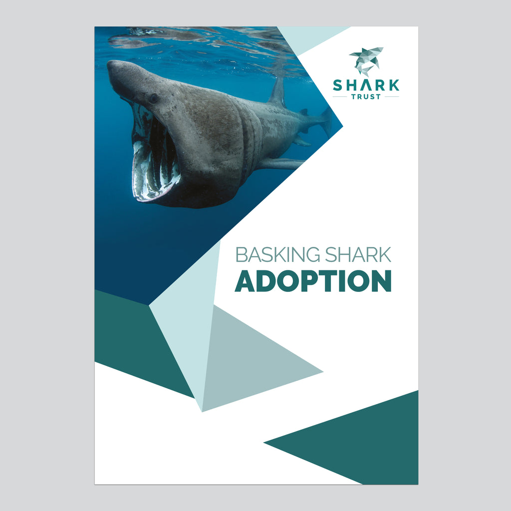 Basking Shark Adoption - – The Shark Trust